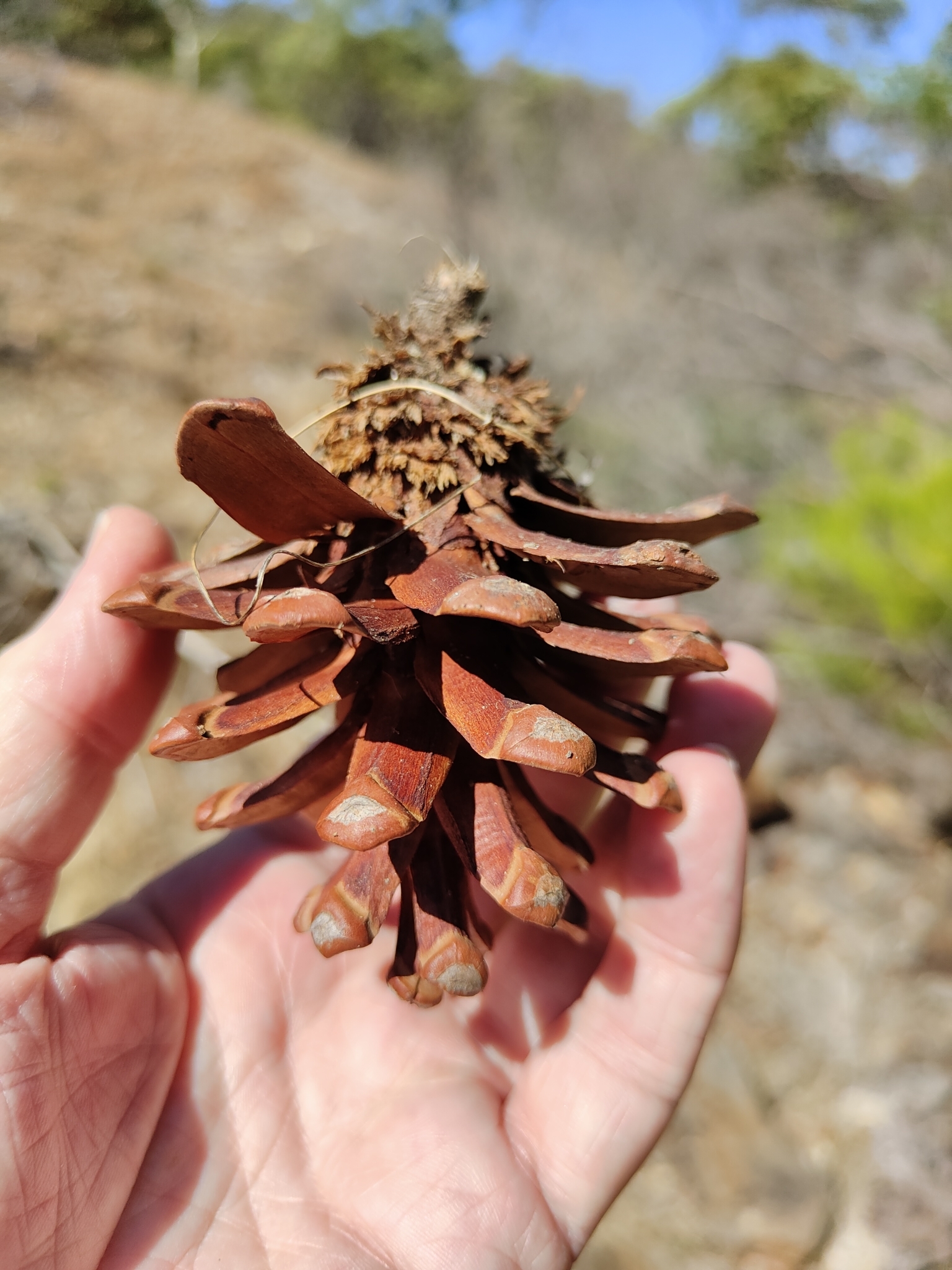 Pinus halepensis Mill.