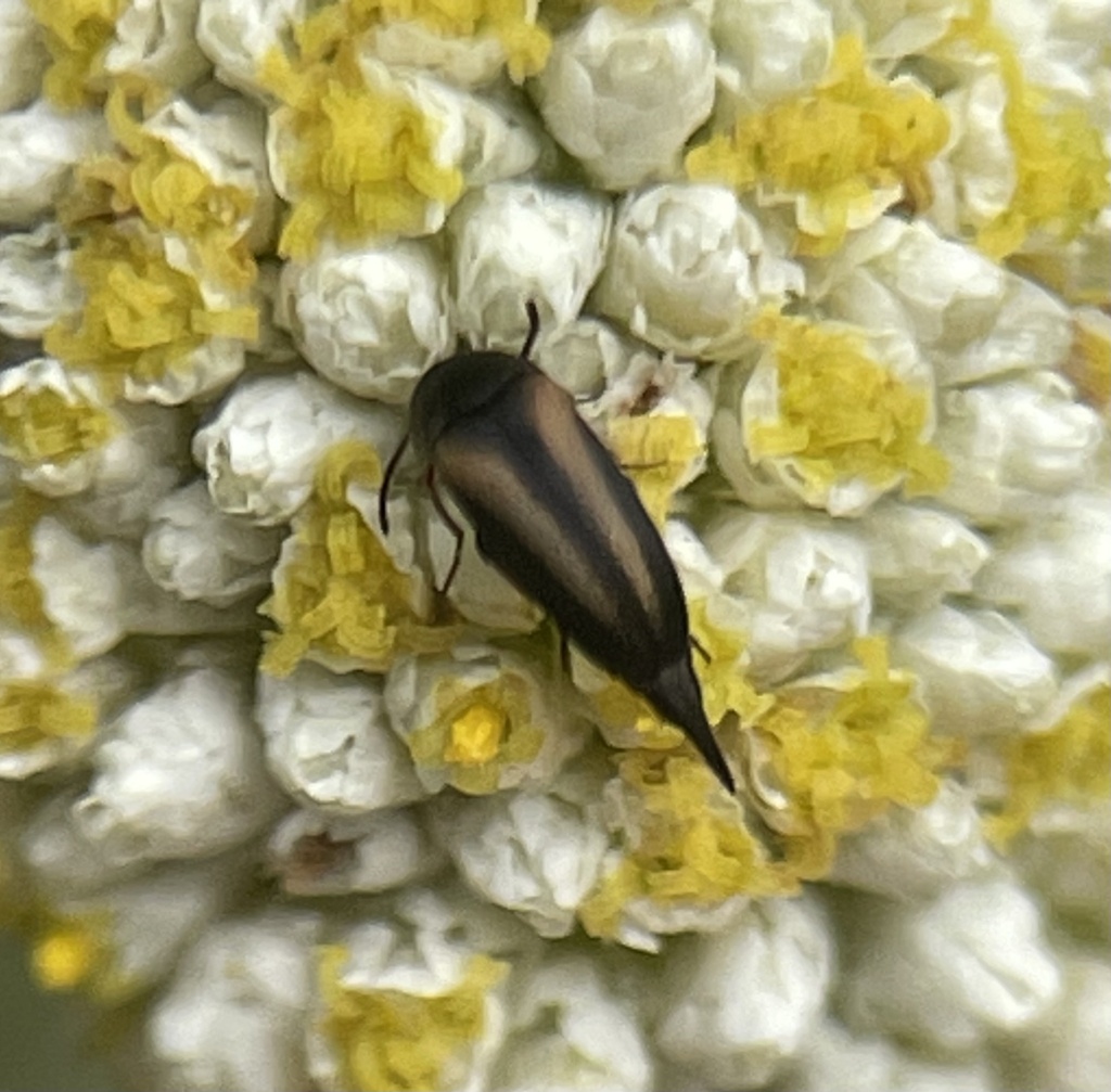 Tumbling Flower Beetles from Frankston South, VIC, AU on January 31 ...