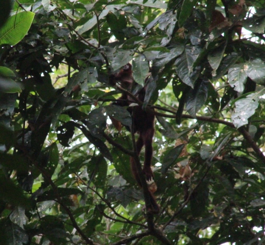 Alouatta seniculus (Linnaeus, 1766)