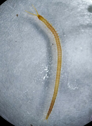 Geophilus virginiensis · iNaturalist