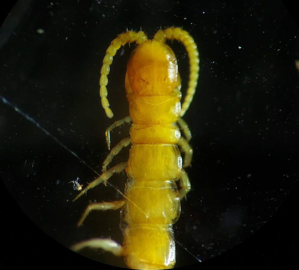 Cryptops leucopodus from Orange County, NC, USA on September 16, 2022 ...