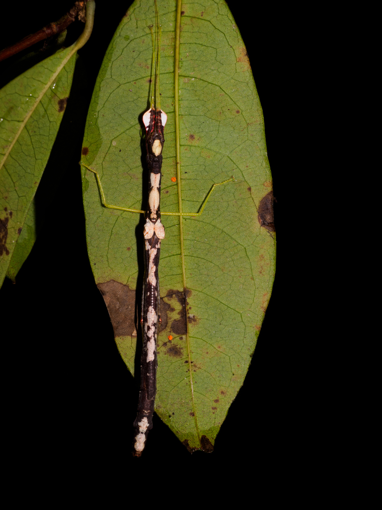 Lobonecroscia subflava in January 2023 by Ivan Neo · iNaturalist