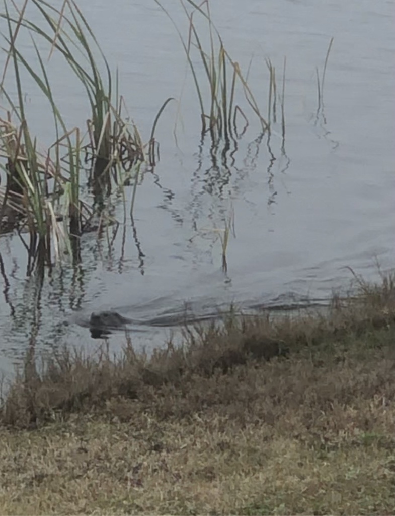 North American River Otter from Gulf State Park - Headquarters, Gulf ...