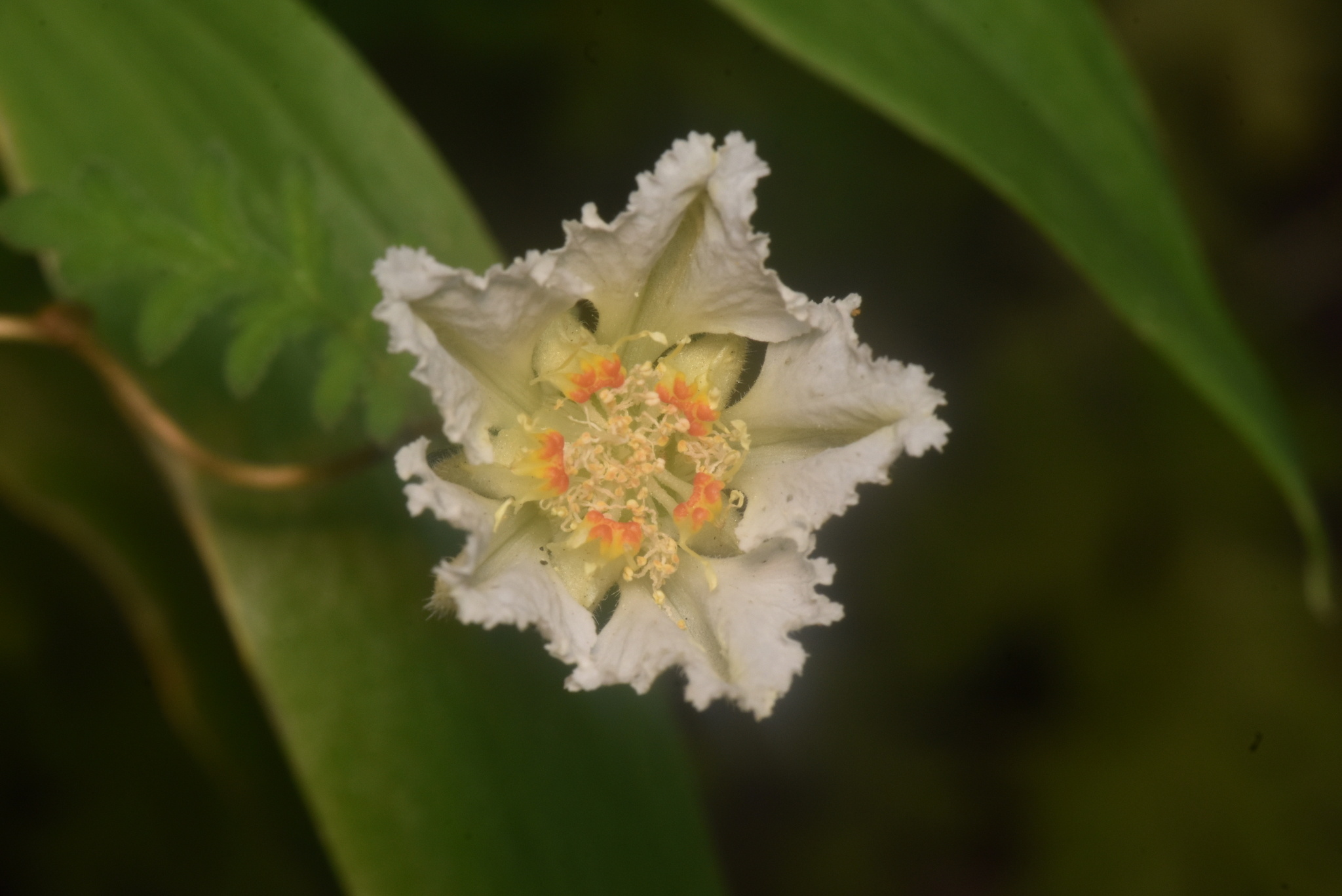 Pinnasa volubilis (Dombey ex Juss.) Weigend & R.H.Acuña