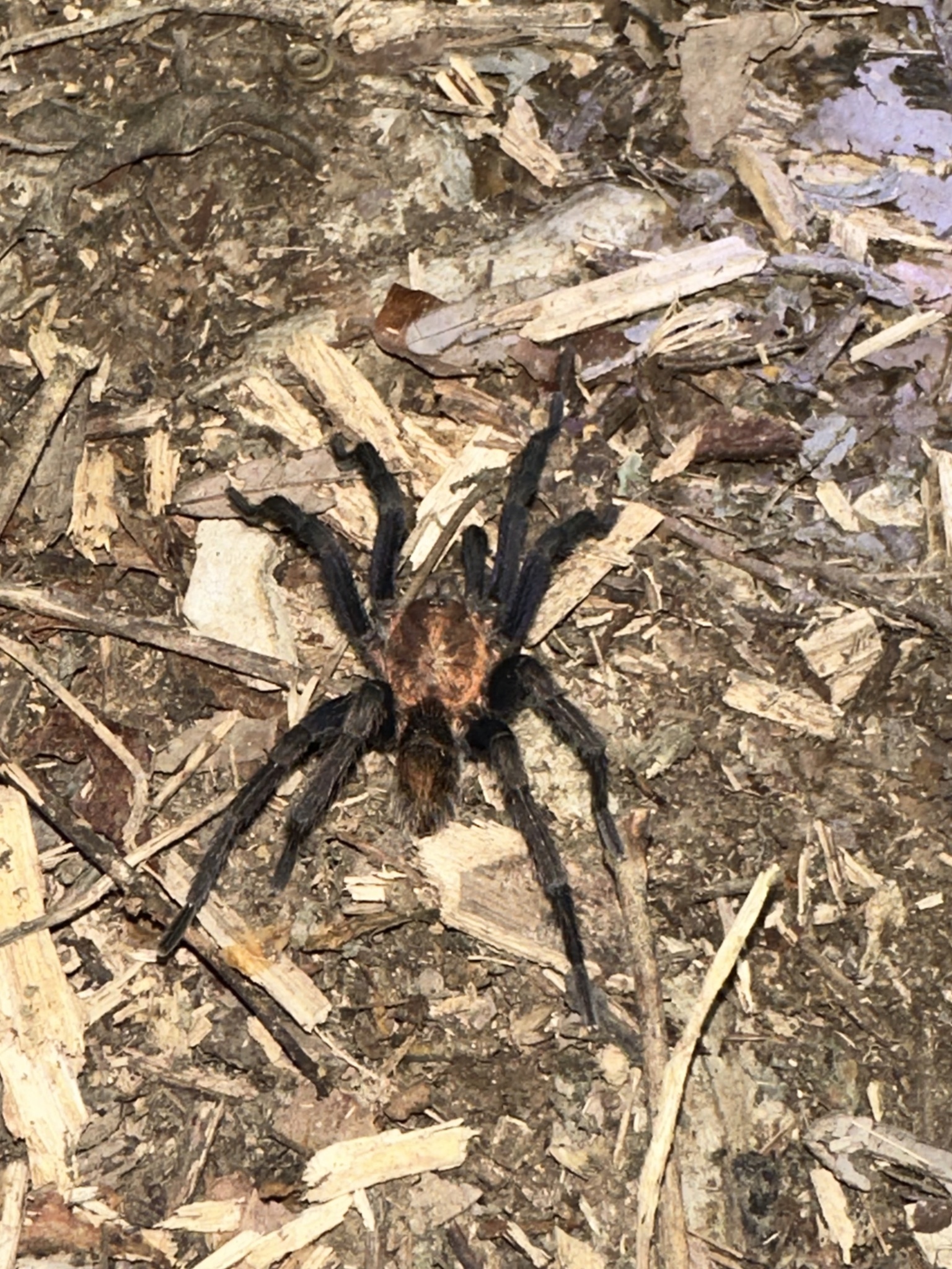 Davus ruficeps (Simon, 1891)