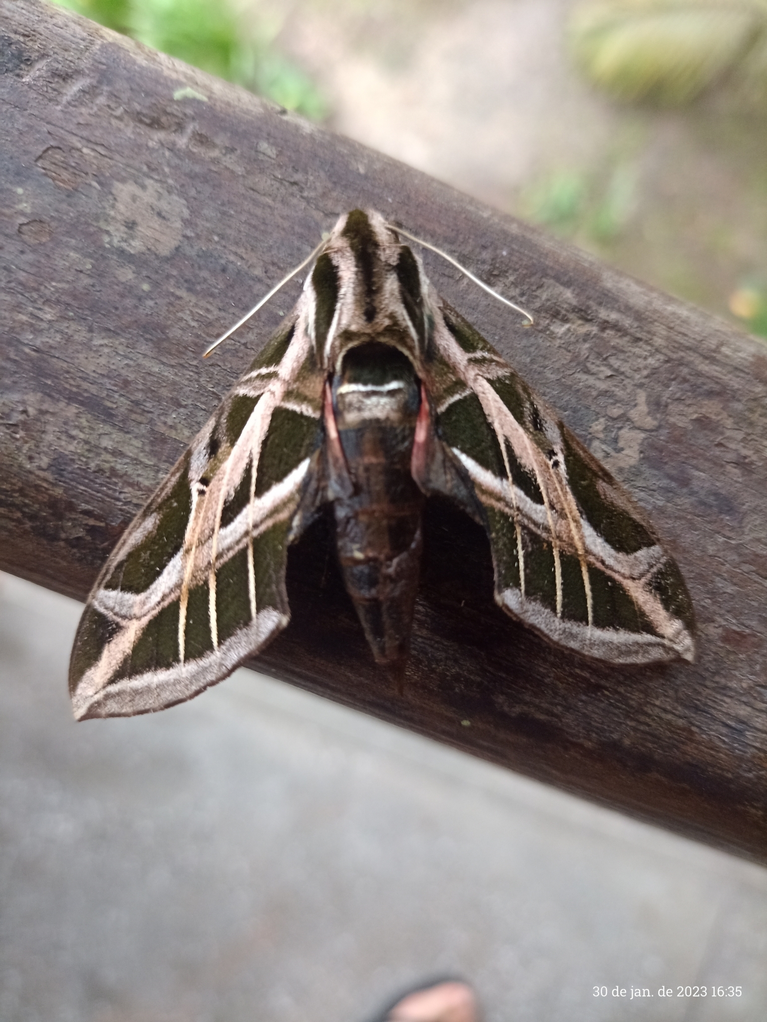 Eumorpha vitis Linnaeus, 1758