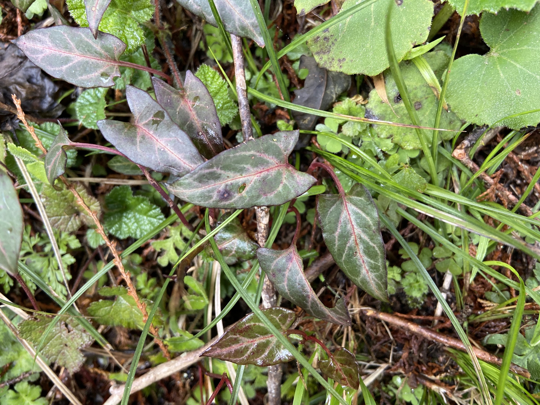 Fallopia multiflora (Thunb.) Haraldson