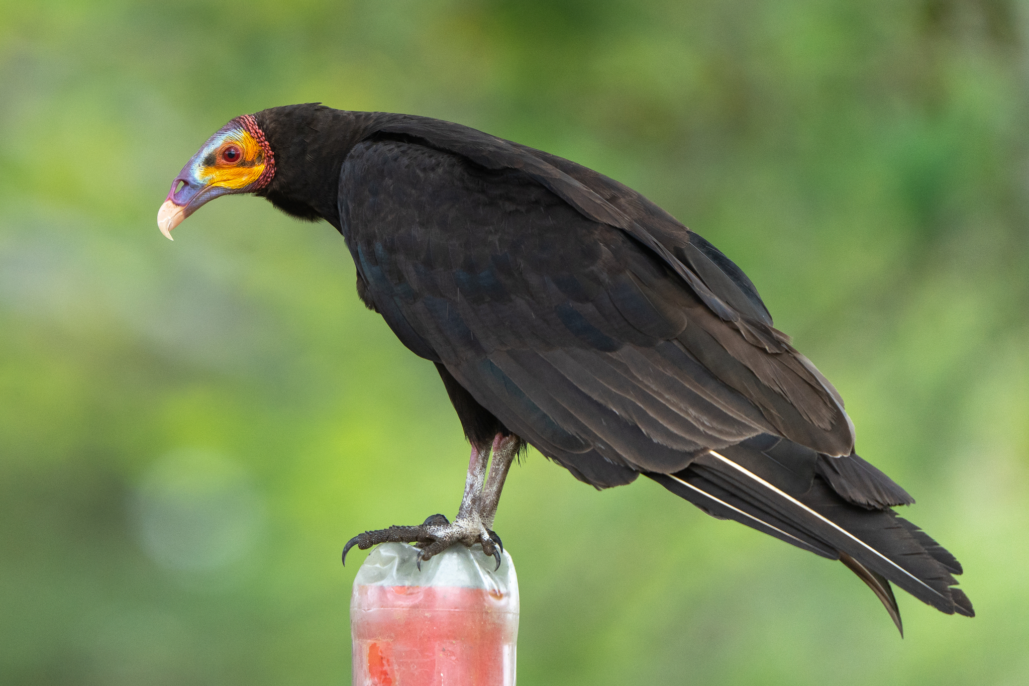 Lesser Yellow Headed Vulture