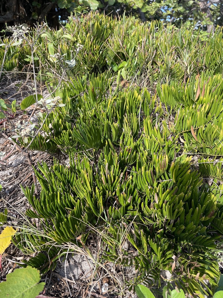 Coontie from Broward, Florida, United States on January 29, 2023 at 08: ...