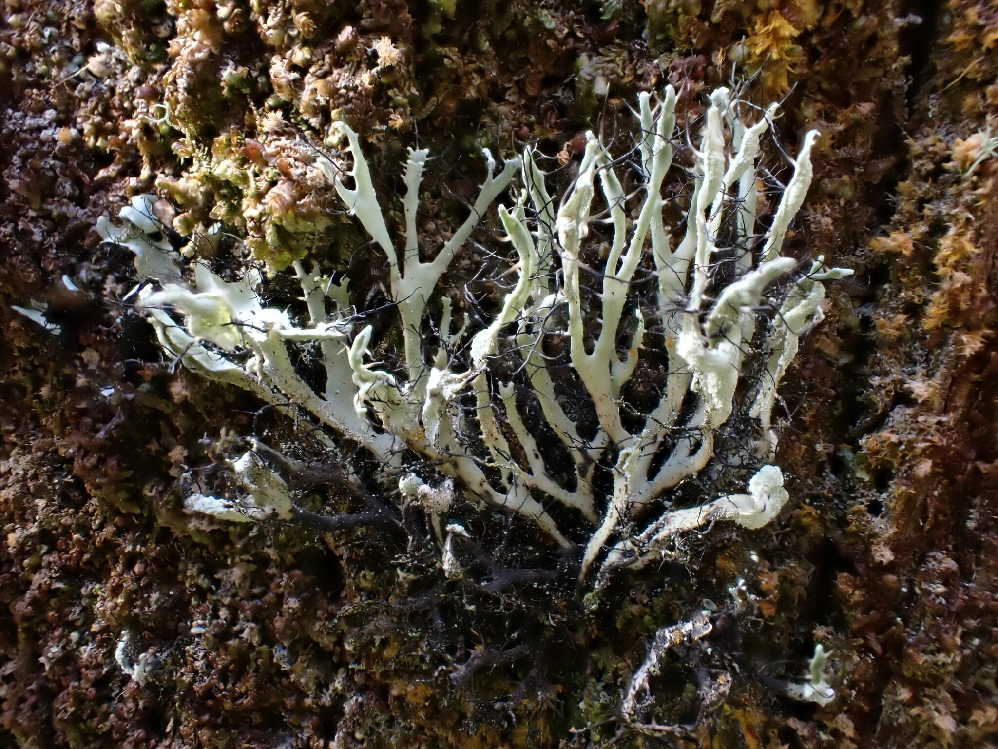 Leucodermia leucomelos (L.) Kalb