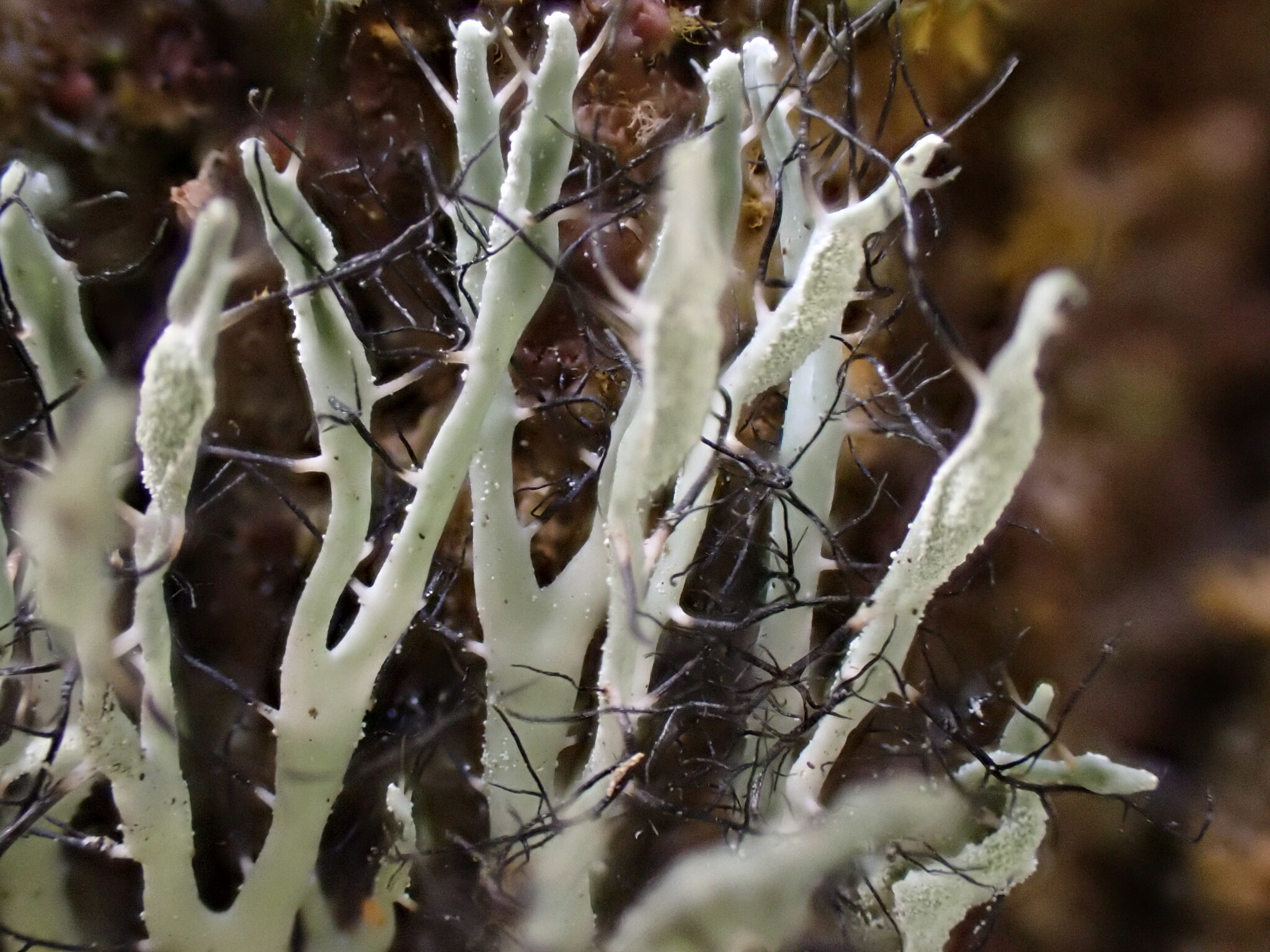 Leucodermia leucomelos (L.) Kalb