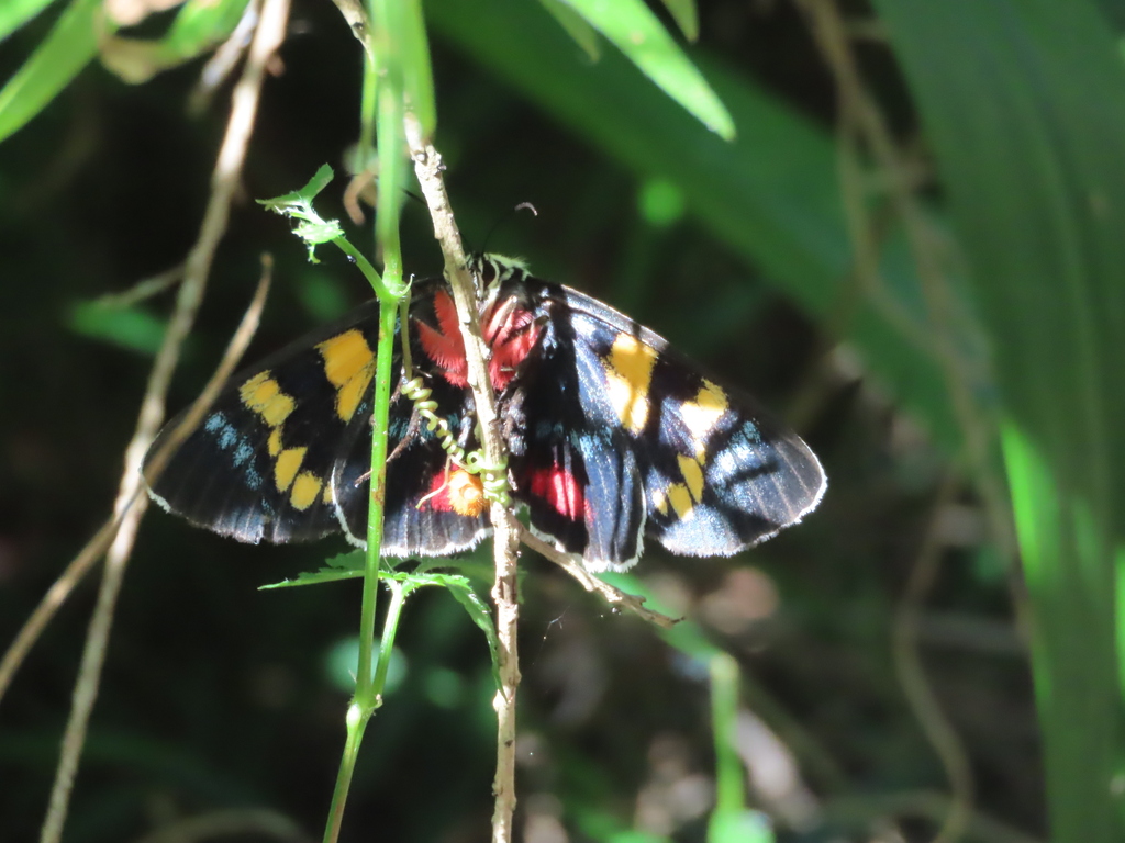 Joseph's Coat Moth from Coomba Park NSW 2428, Australia on January 29 ...