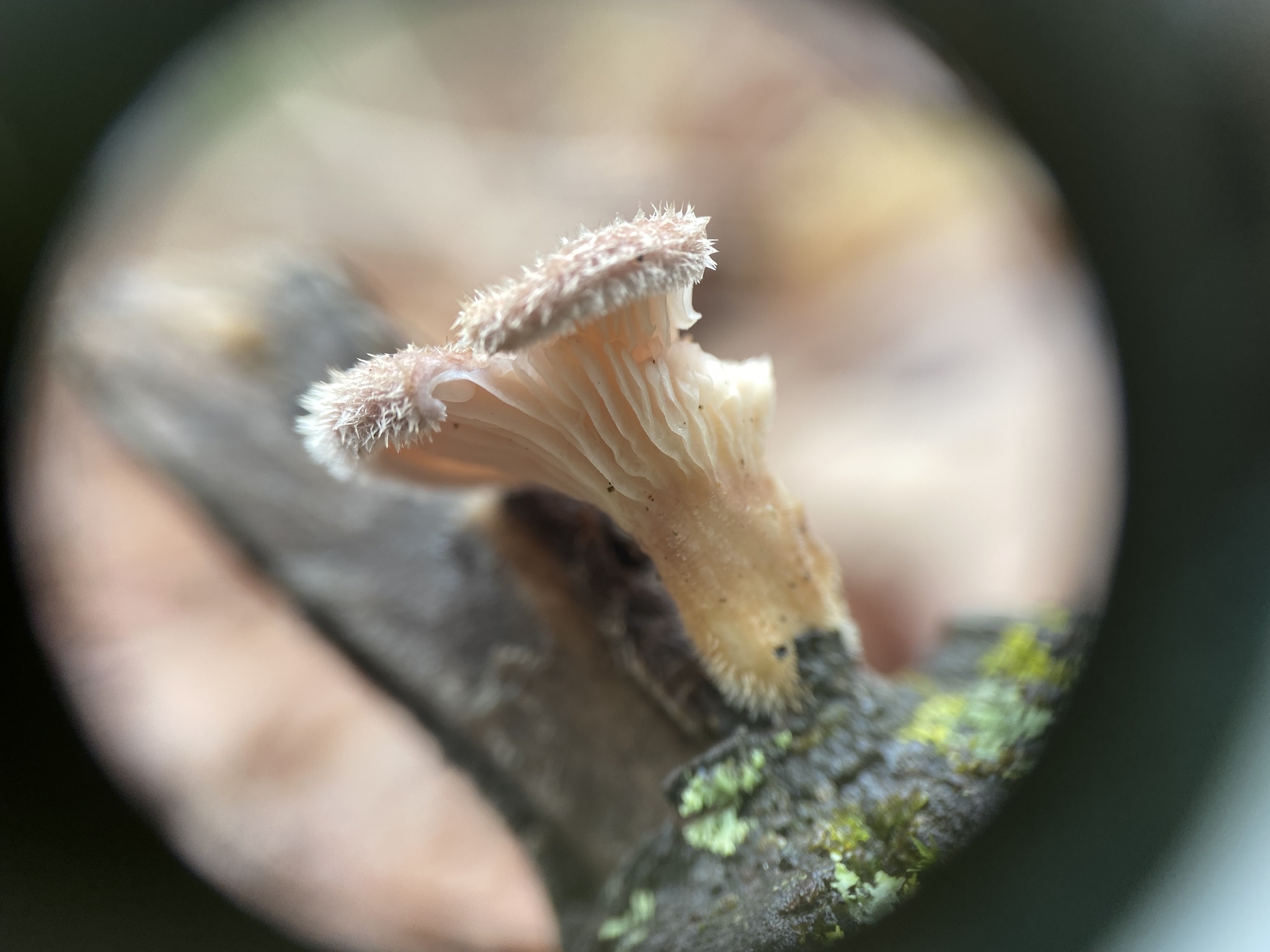 Panus neostrigosus Drechsler-Santos & Wartchow