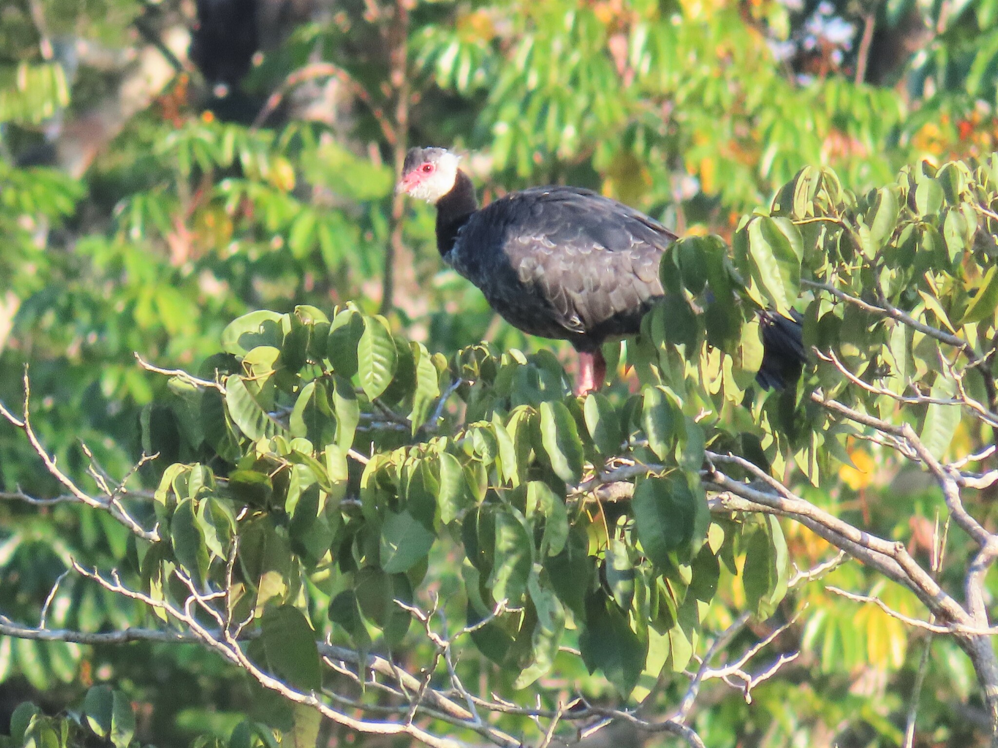 Anhimidae