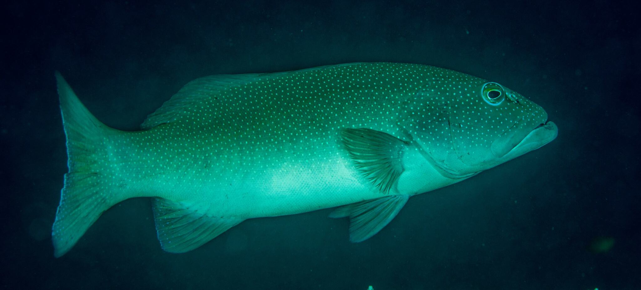 Plectropomus leopardus (Lacepède, 1802)