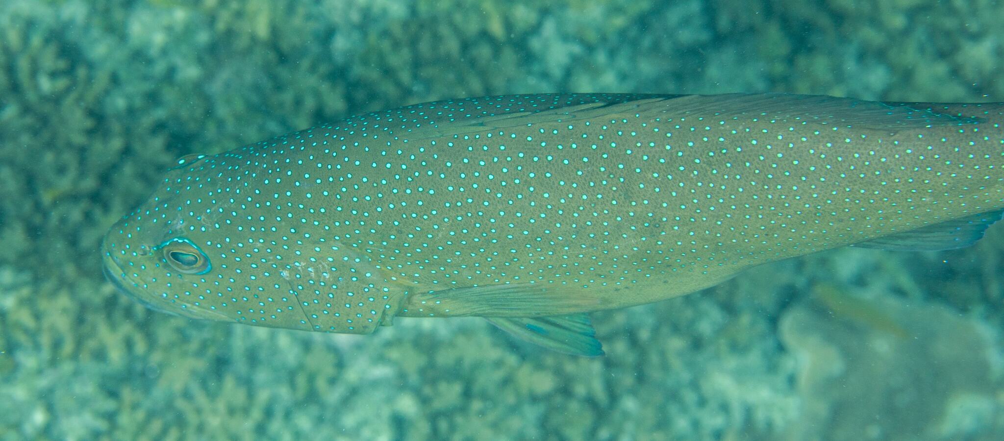 Plectropomus leopardus (Lacepède, 1802)