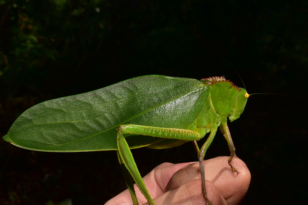 Steirodon alfaroi from Purires, San Pablo, Turrubares, San José, Costa ...