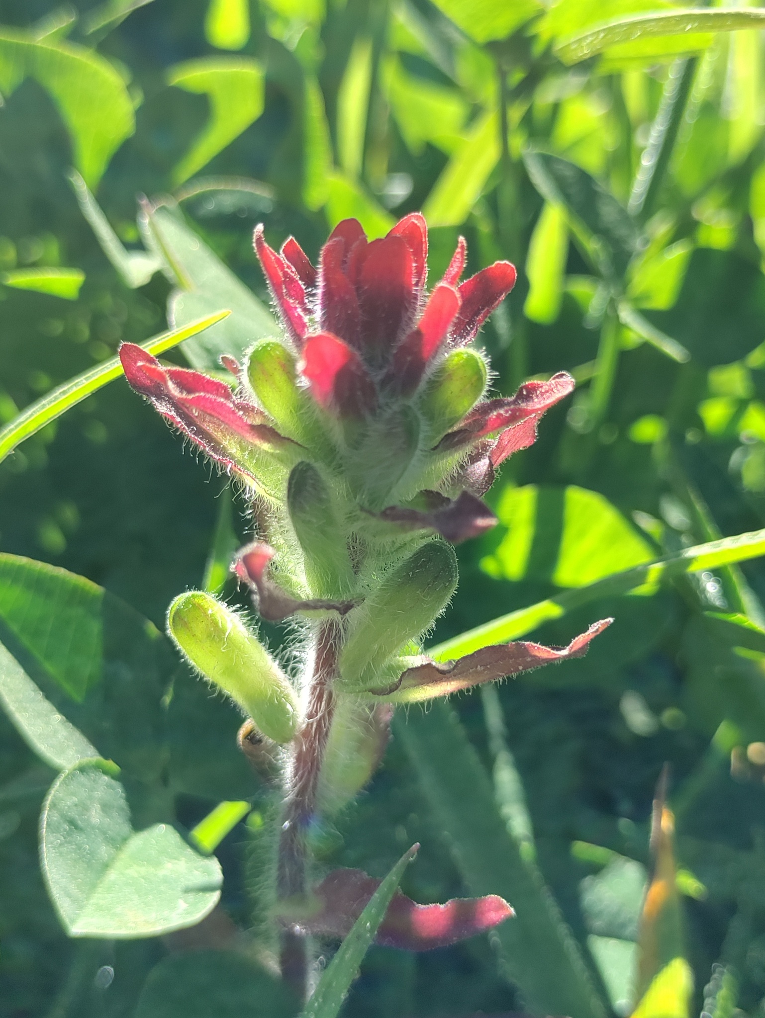 Castilleja arvensis Cham. & Schltdl.