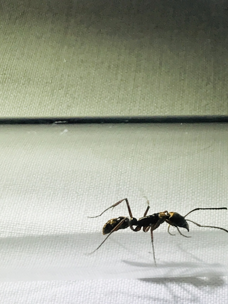 Aenescens-group Panther Ants from Puente San Francisco, Baños ...