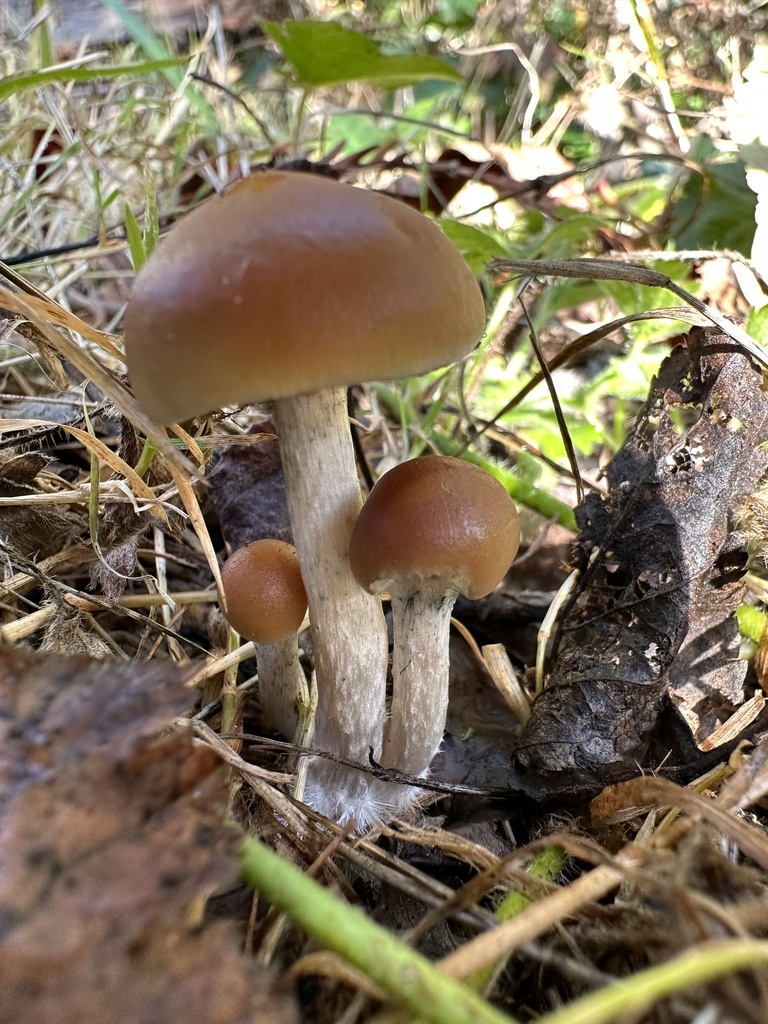 Psilocybe allenii from Eureka, CA, US on November 21, 2022 at 11:12 AM ...