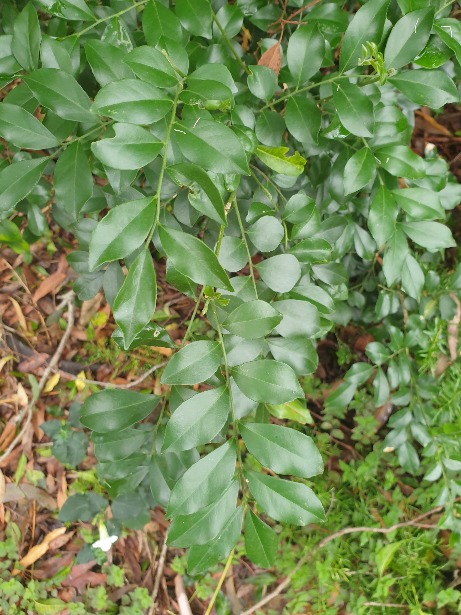 Murraya J.Koenig ex L.