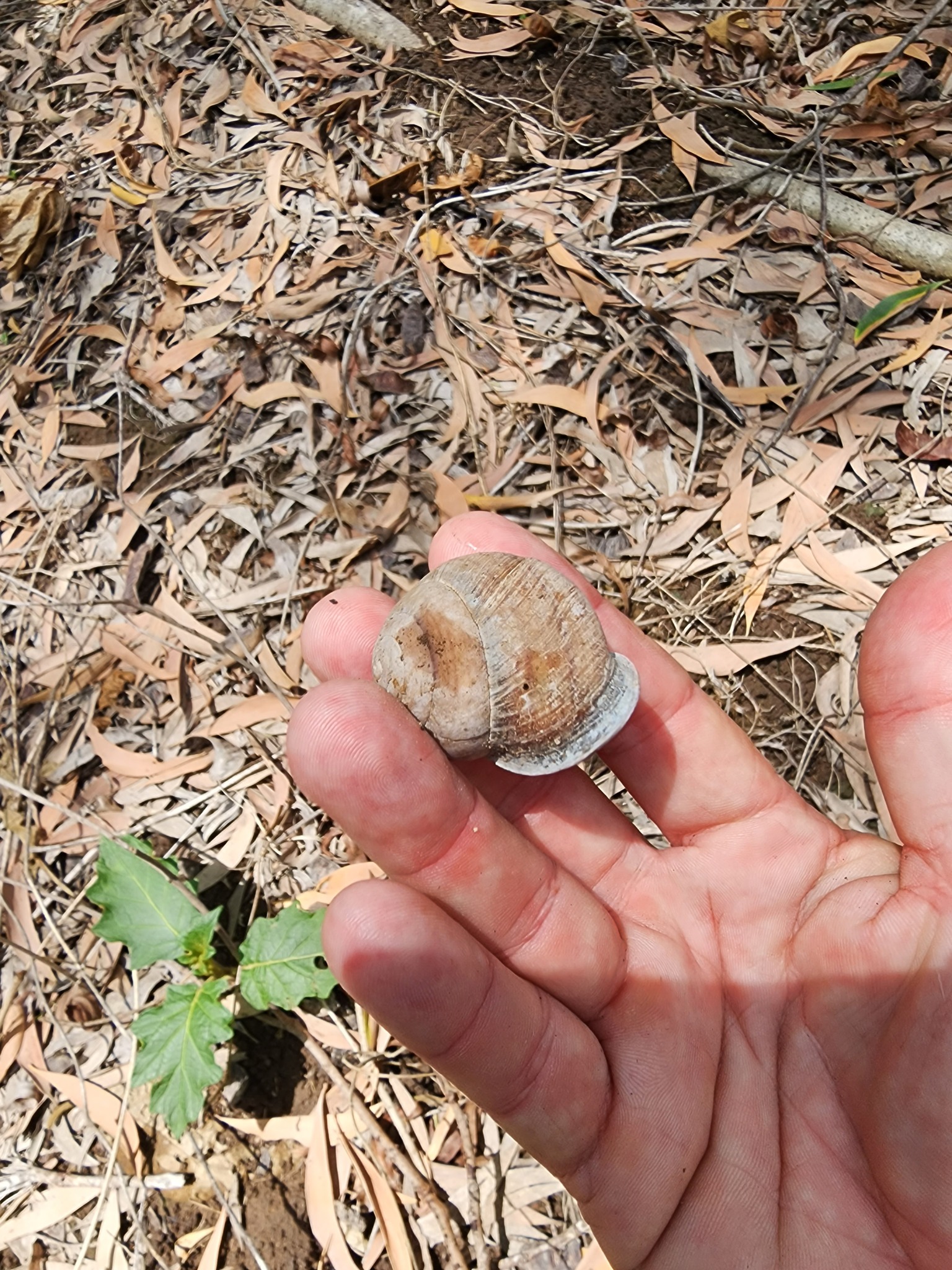 Sphaerospira Mörch, 1867