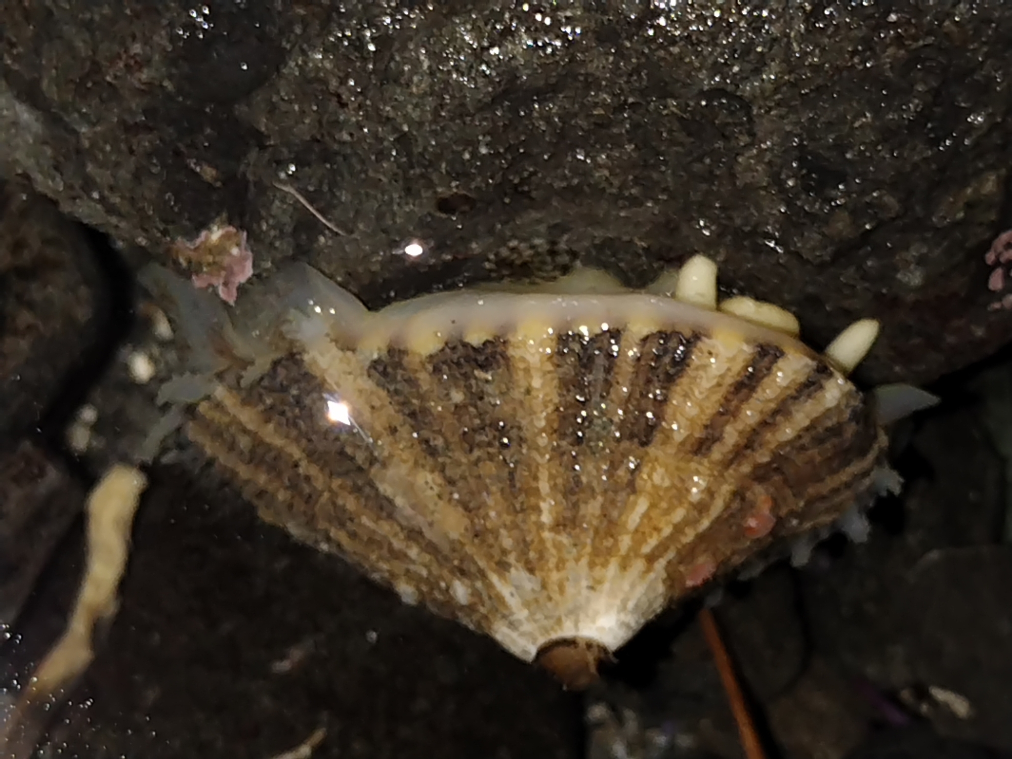 Diodora aspera (Rathke, 1833)