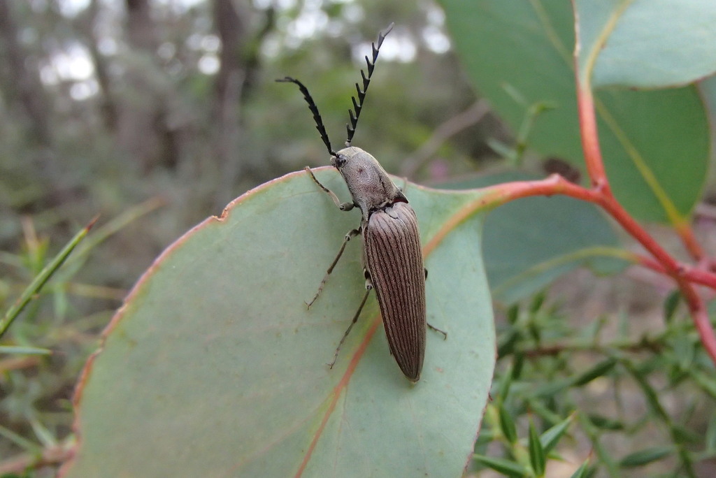 Dicteniophorus ramifer from 62 Railway Parade, Wentworth Falls NSW 2782 ...
