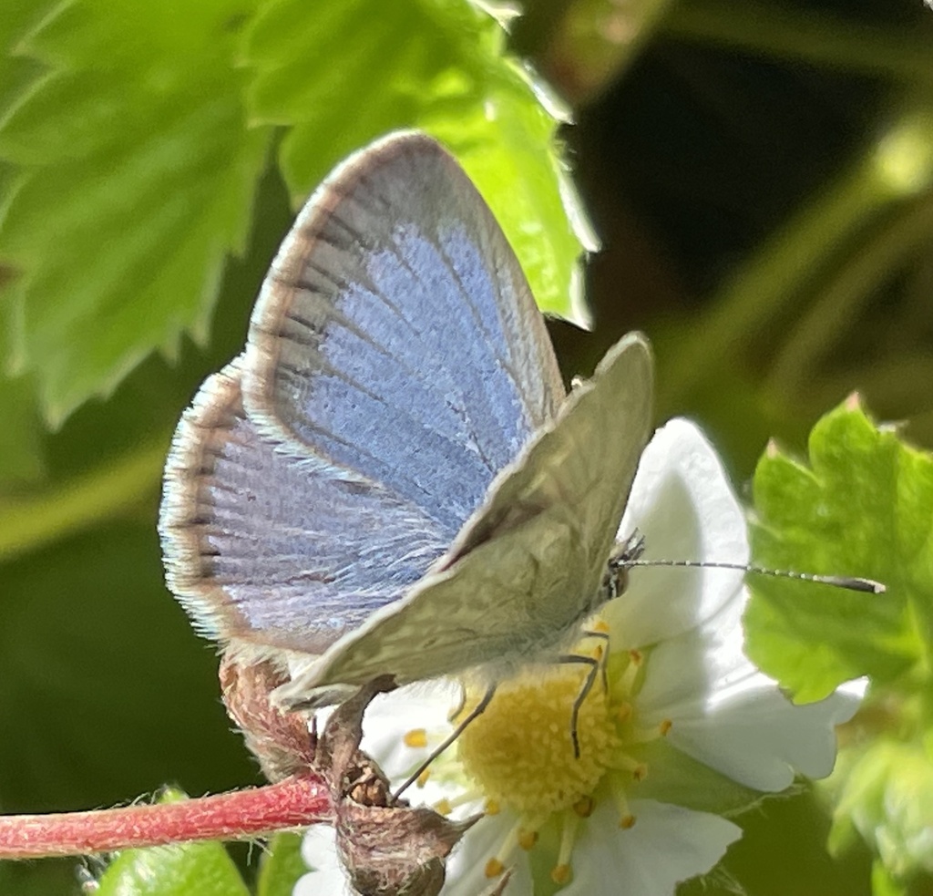 Lesser Grass Blue from Frankston South, VIC, AU on January 31, 2023 at ...