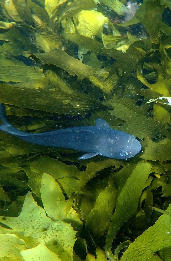 Morid Cods from Australia on January 31, 2023 at 05:06 PM by tarnh ...