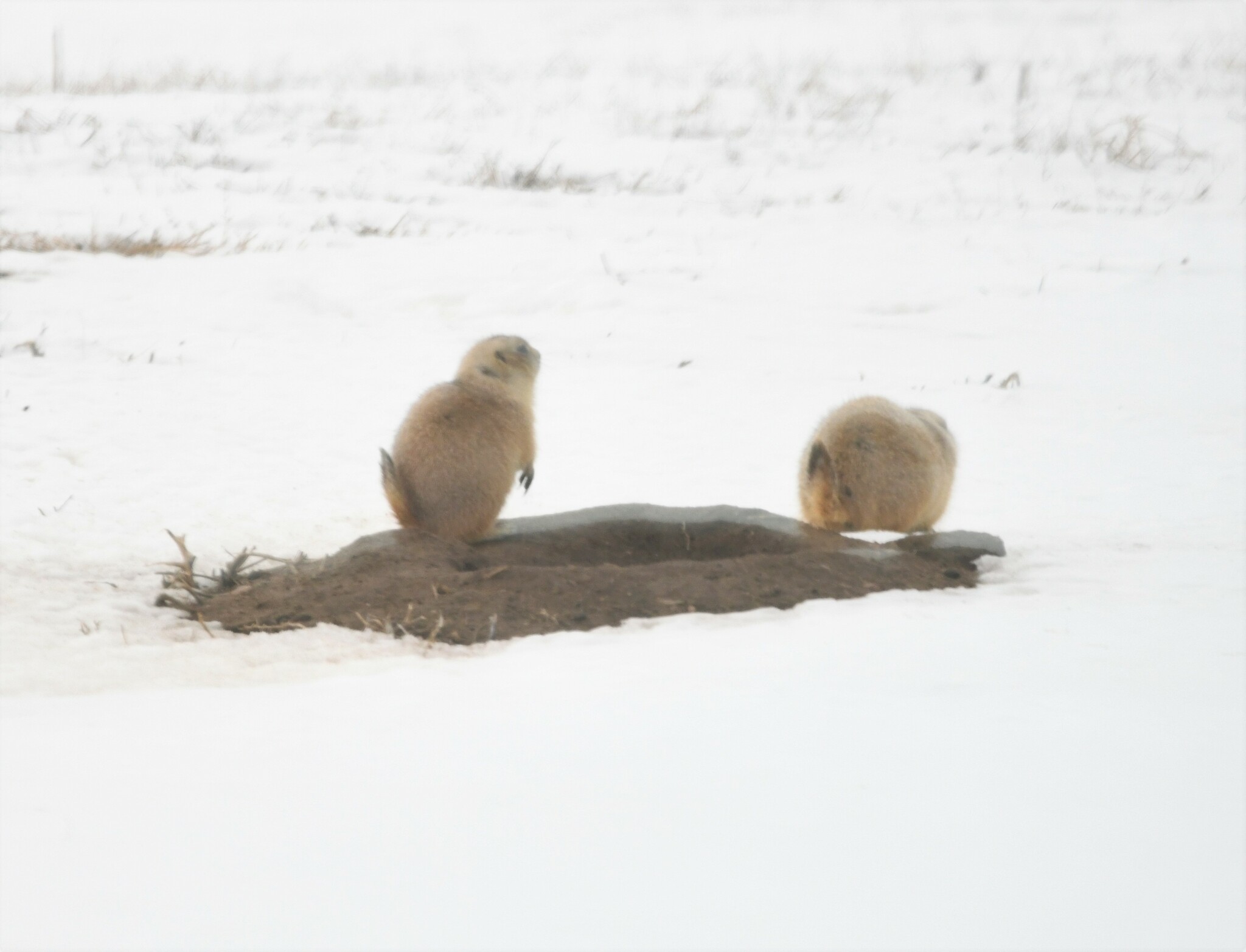 Cynomys ludovicianus (Ord, 1815)