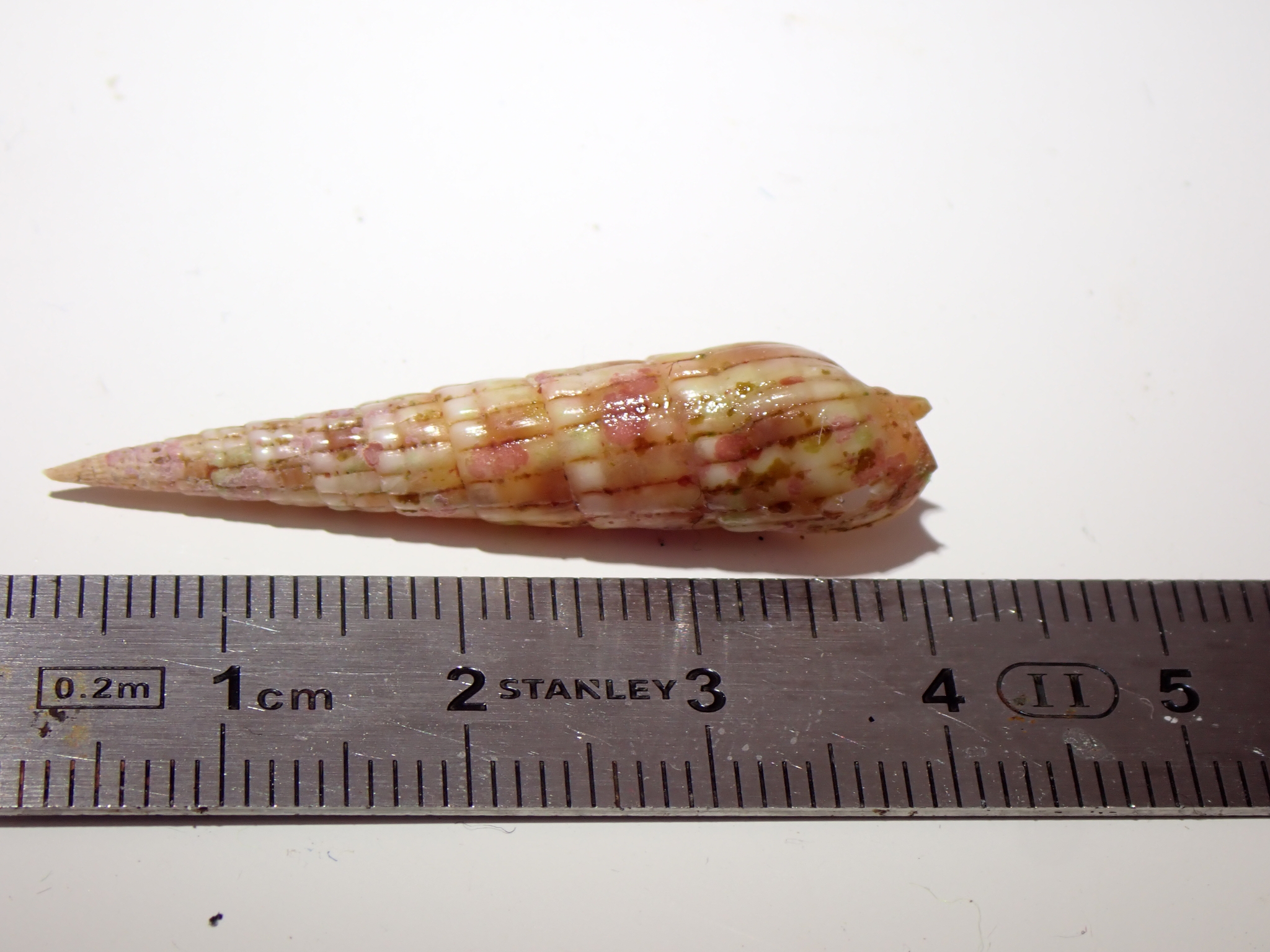 Myurella affinis (Gray, 1834)