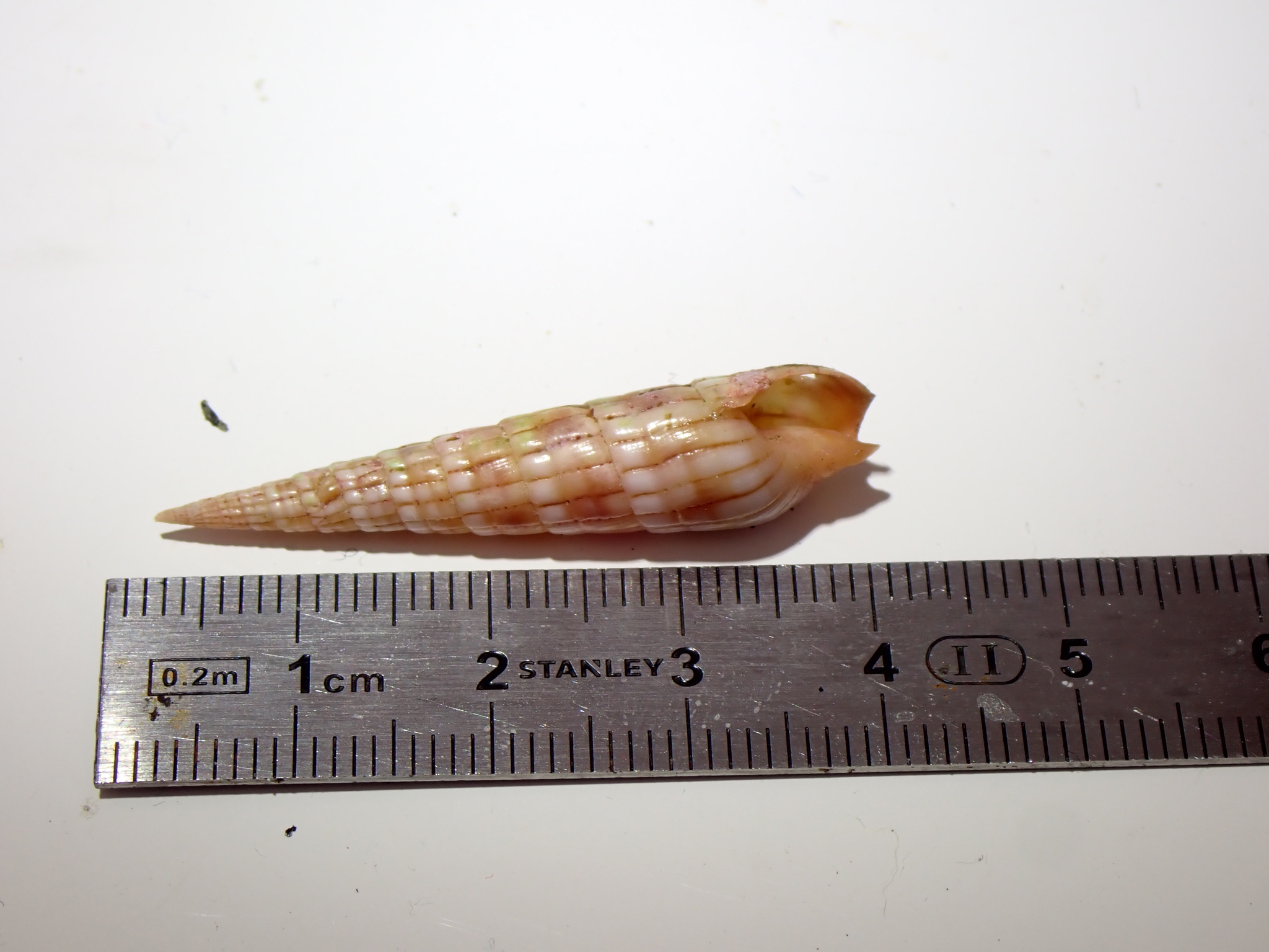 Myurella affinis (Gray, 1834)