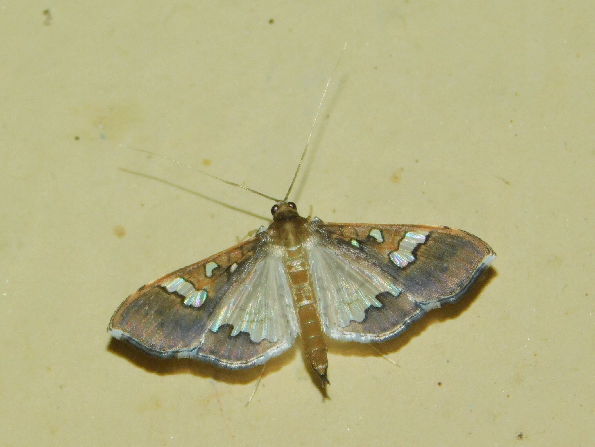 Maruca vitrata (Fabricius, 1787)