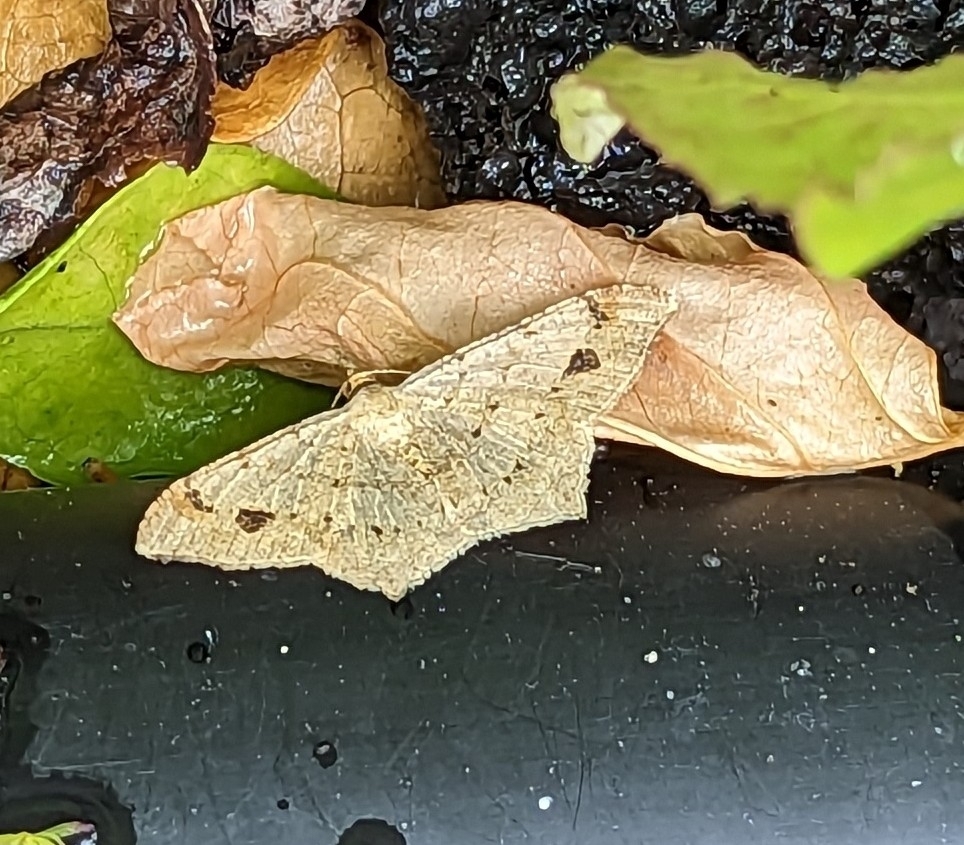 Macaria abydata Guenée