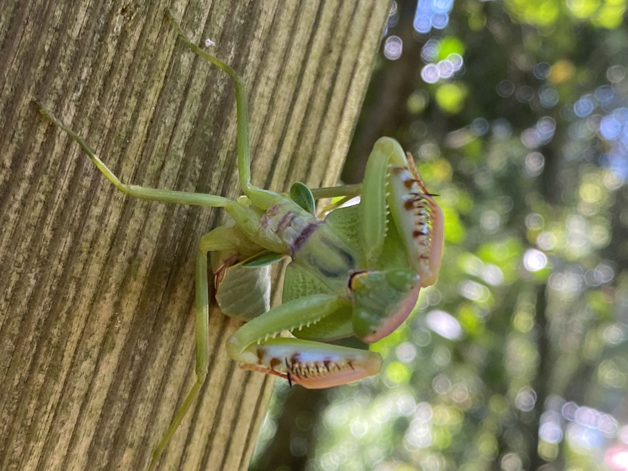 Rhombodera latipronotum Zhang