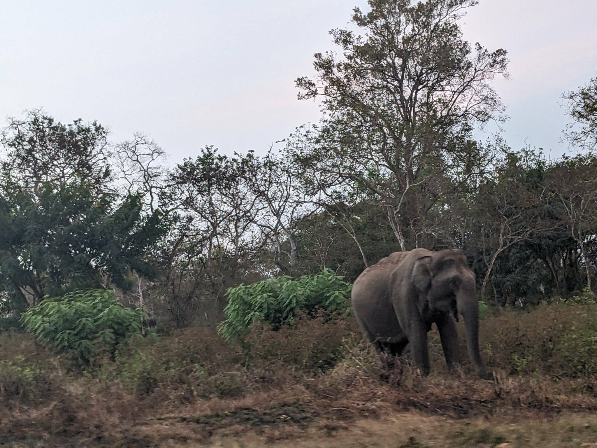 Elephas maximus Linnaeus, 1758