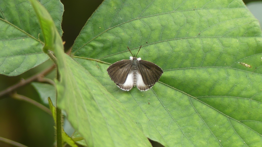 Gossamer-winged Butterflies from Station A on January 23, 2023 at 01:53 ...