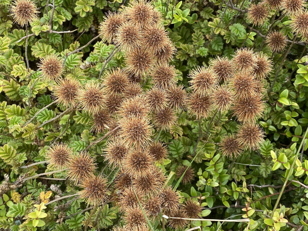 bidgee-widgee from Maungaraki, Lower Hutt, New Zealand on January 30 ...