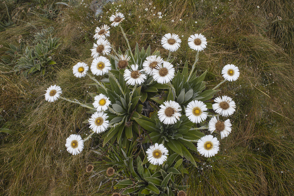 Large Mountain daisy in January 2023 by Sebastian Doak. Obscured due to ...