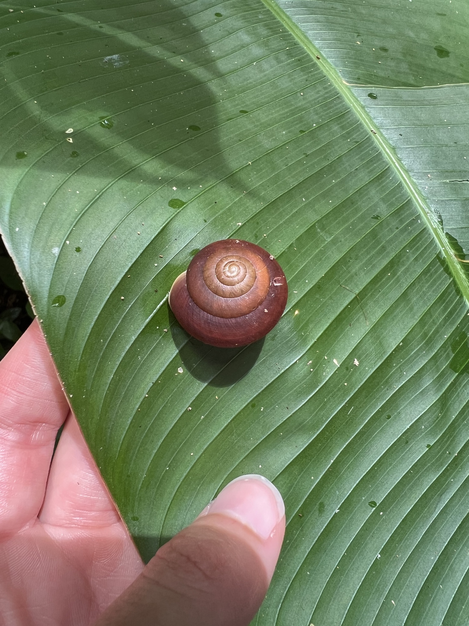 Quantula striata (J.E.Gray, 1834)