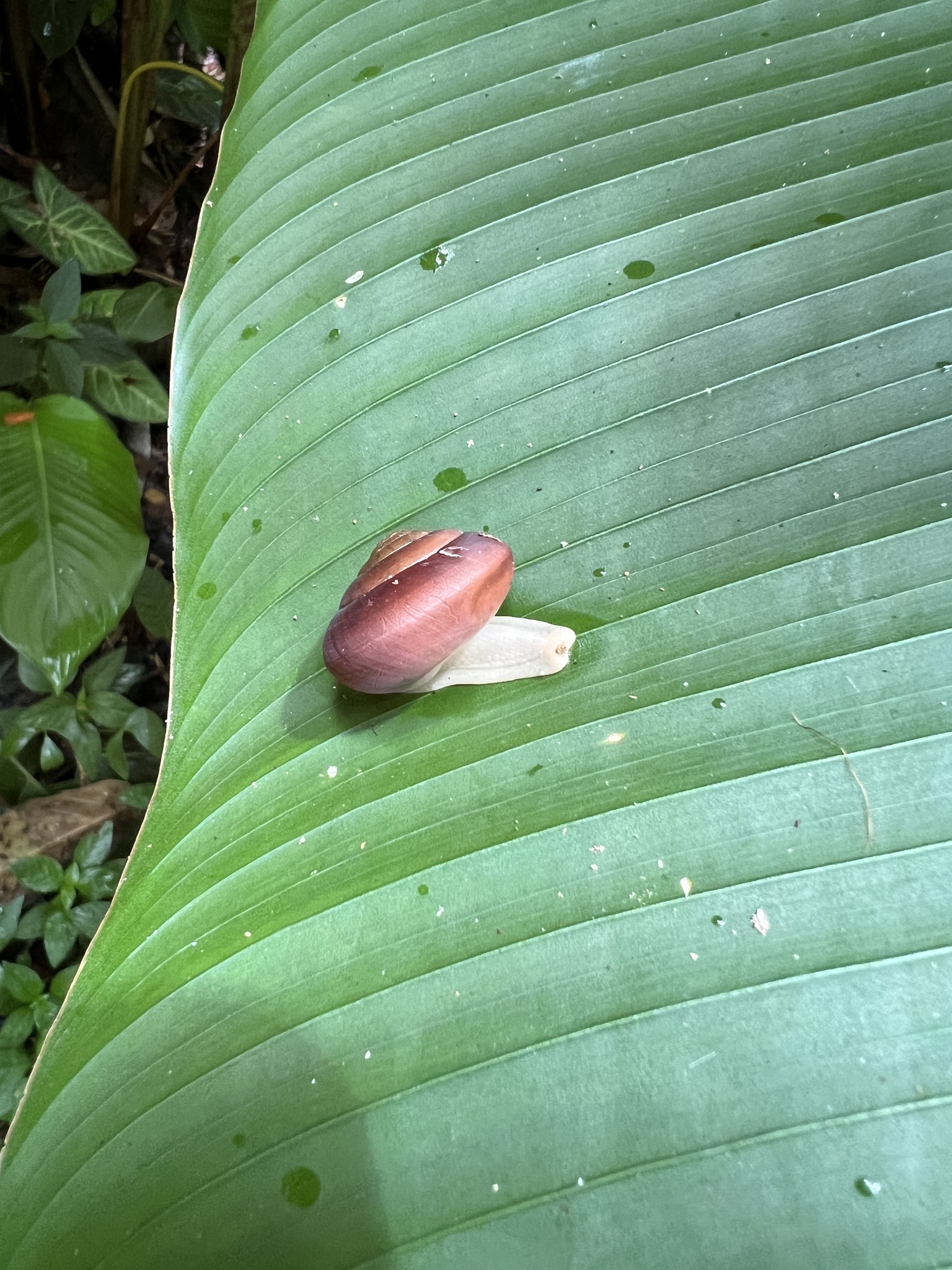 Quantula striata (J.E.Gray, 1834)
