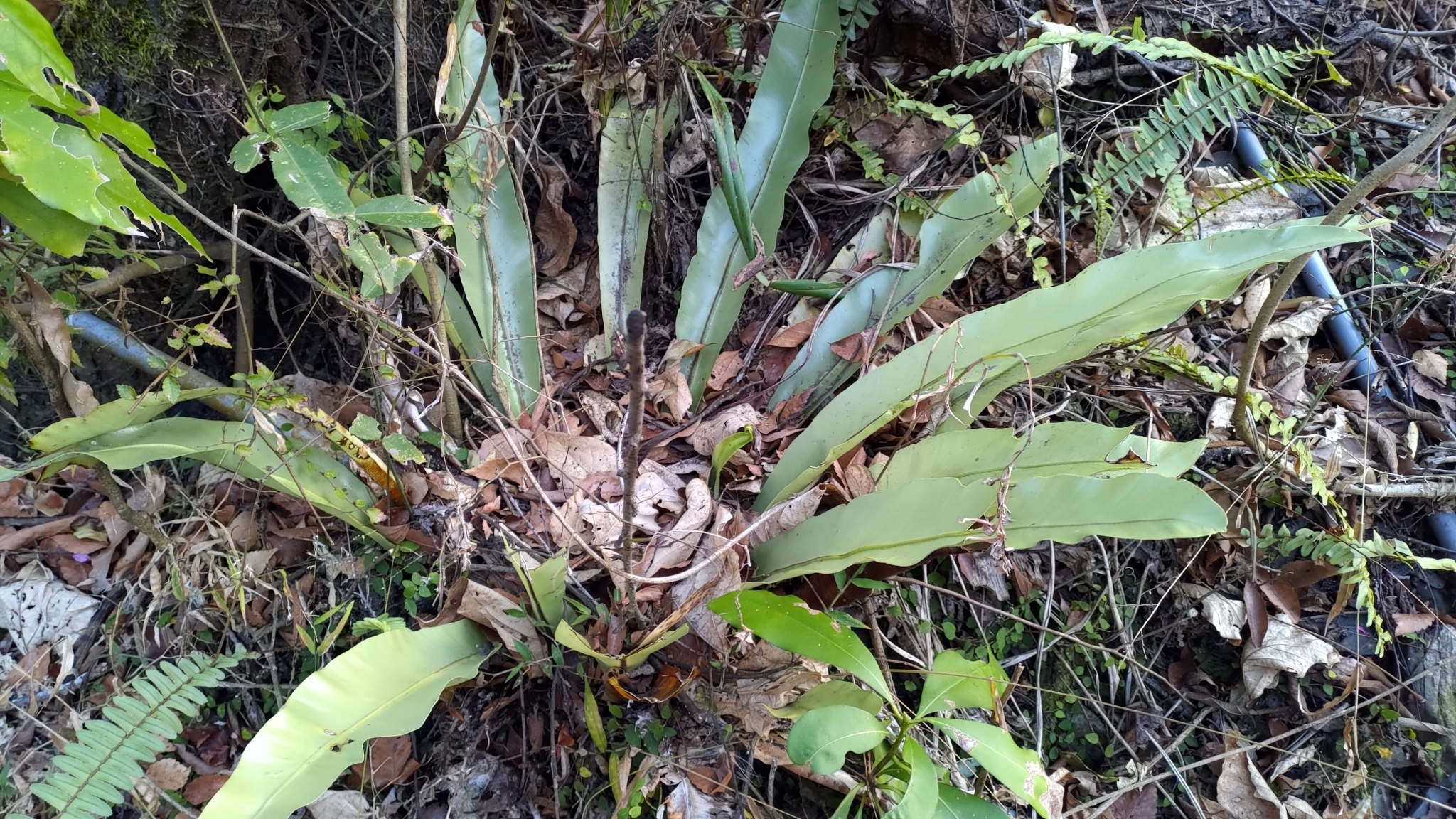 Asplenium nidus L.