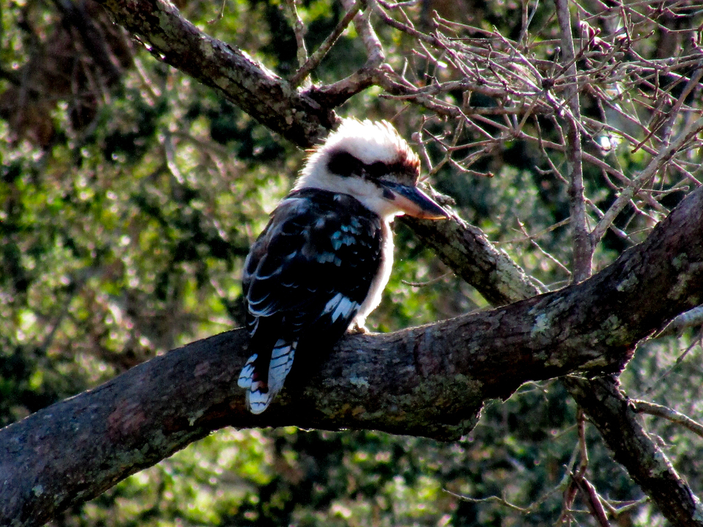 Laughing Kookaburra from Narara, NSW, Australia on January 31, 2023 by ...