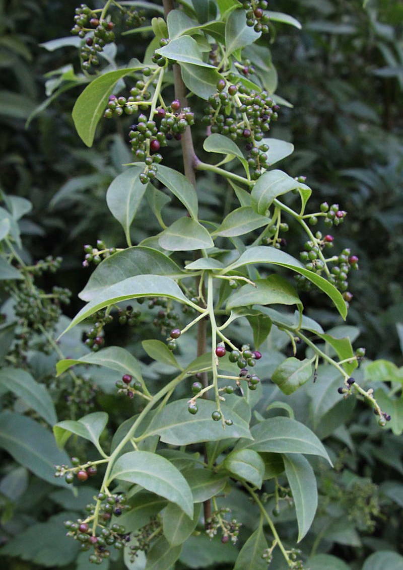 Bosea yermavora L.