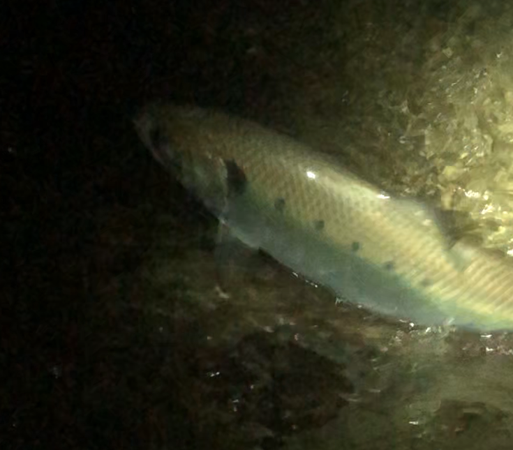 Alosa agone (Scopoli, 1786)