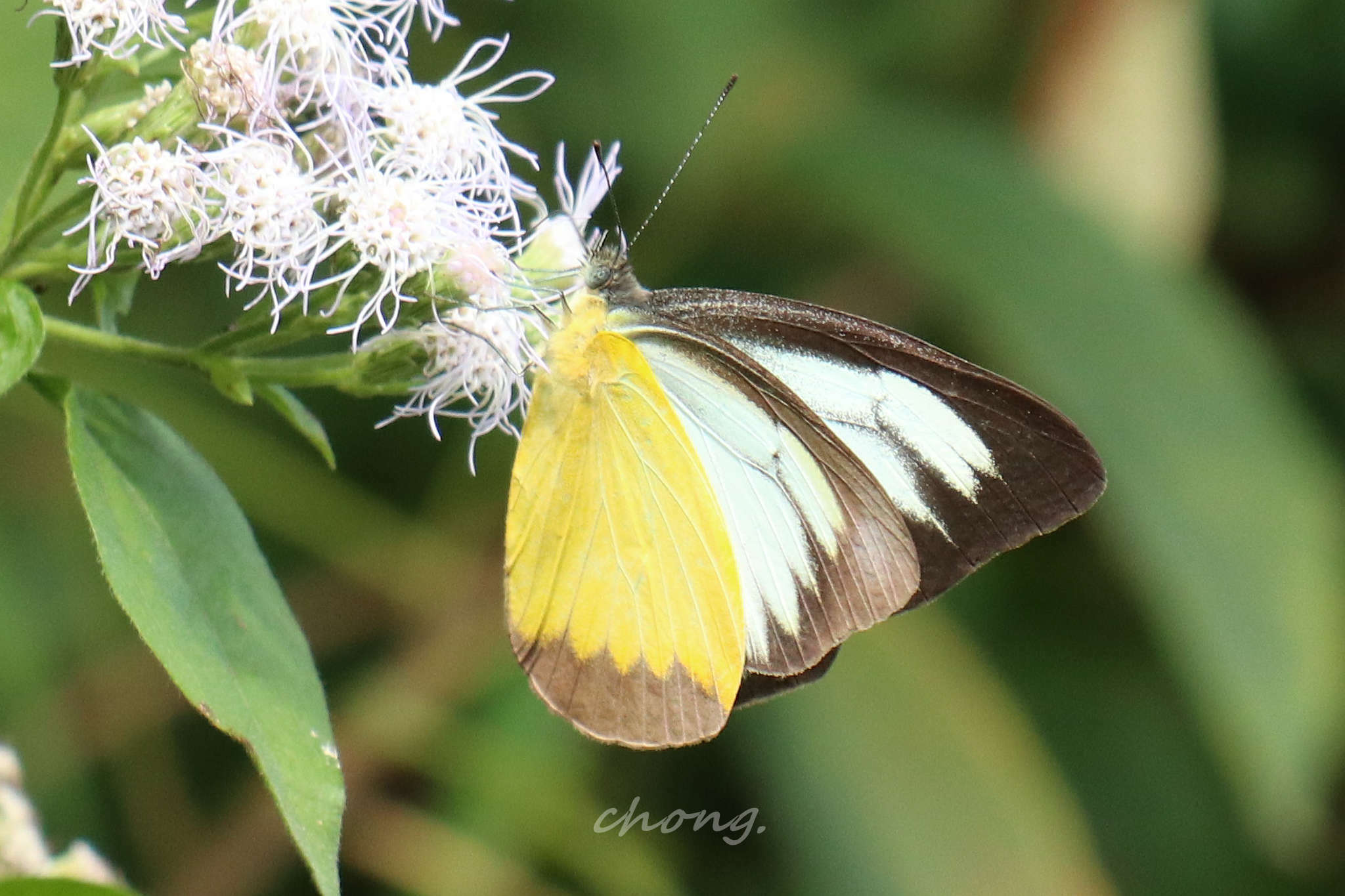Appias lyncida (Cramer, 1779)