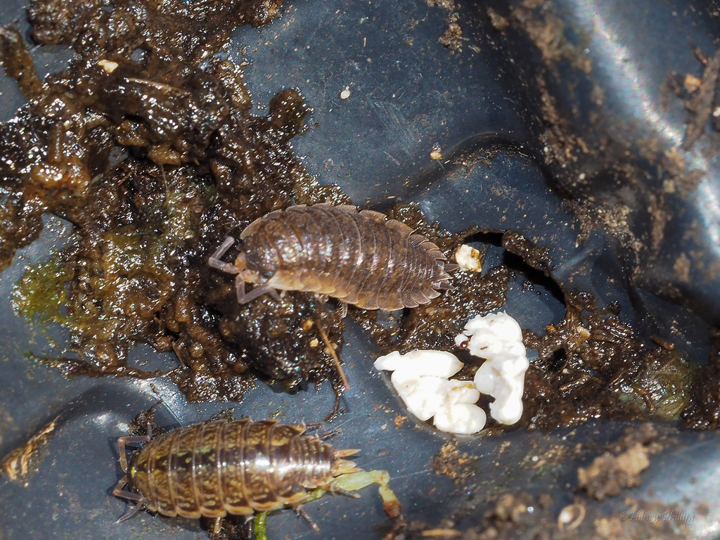 Common Rough Woodlouse in January 2023 by Hilary J Phillips · iNaturalist