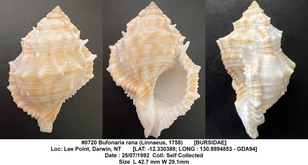Frog Shell from Lee Point NT 0810, Australia on July 25, 1992 at 10:00 ...