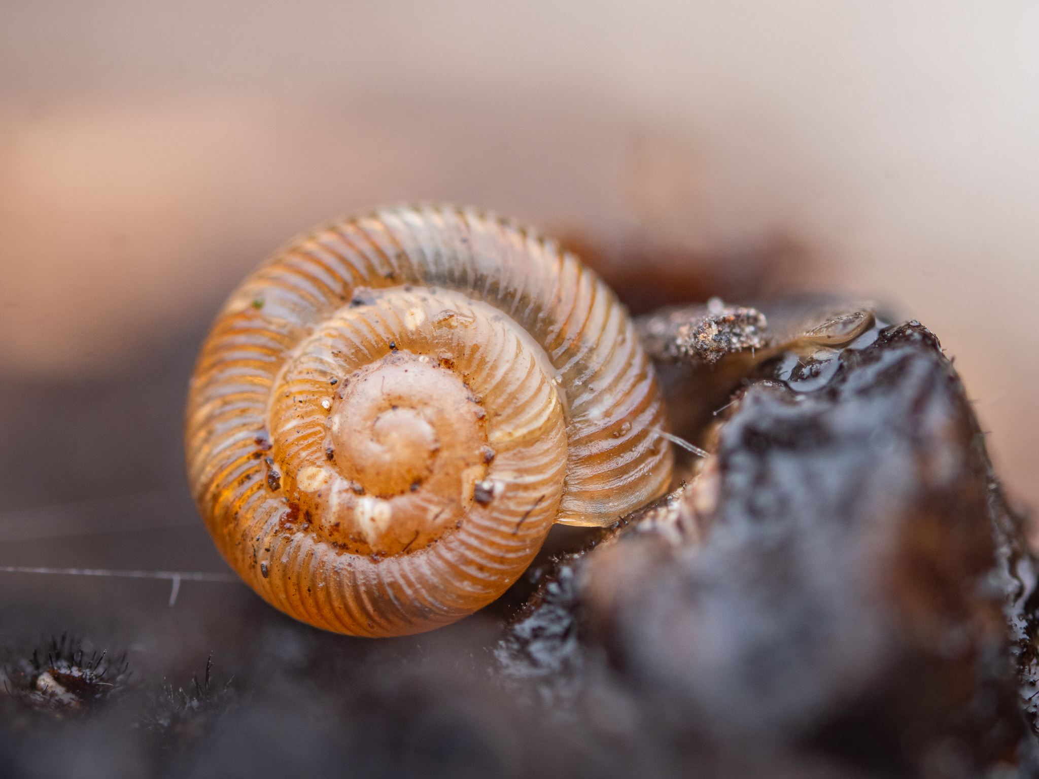 Discus rotundatus (O.F.Müller, 1774)